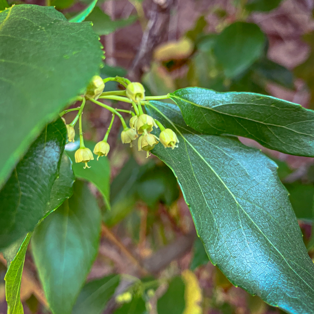 Maqui – Vivero del Maipo